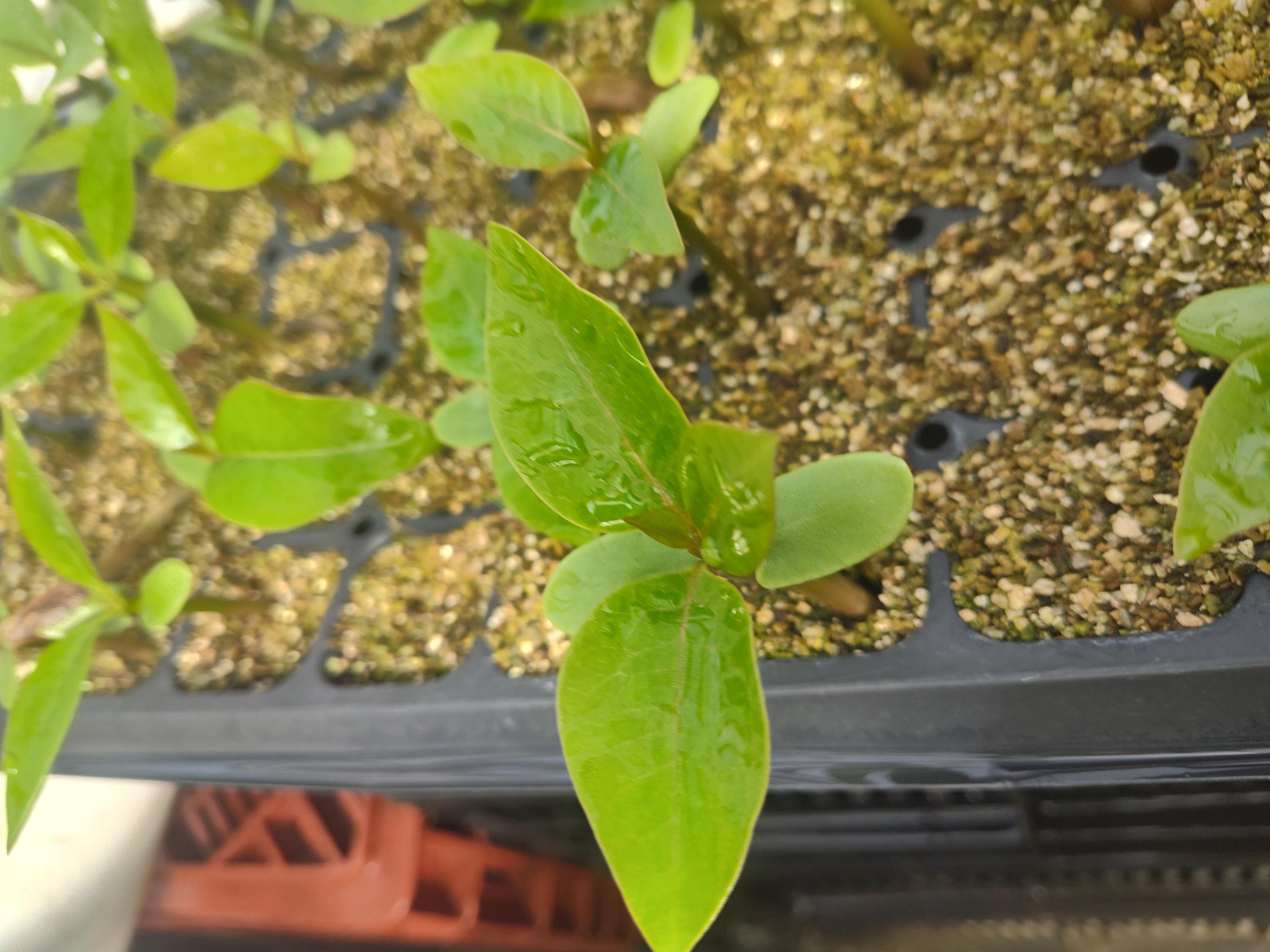 3 Live Starter Plant Plugs Plumeria Kaleinani Seedlings Tropical Rooted ...