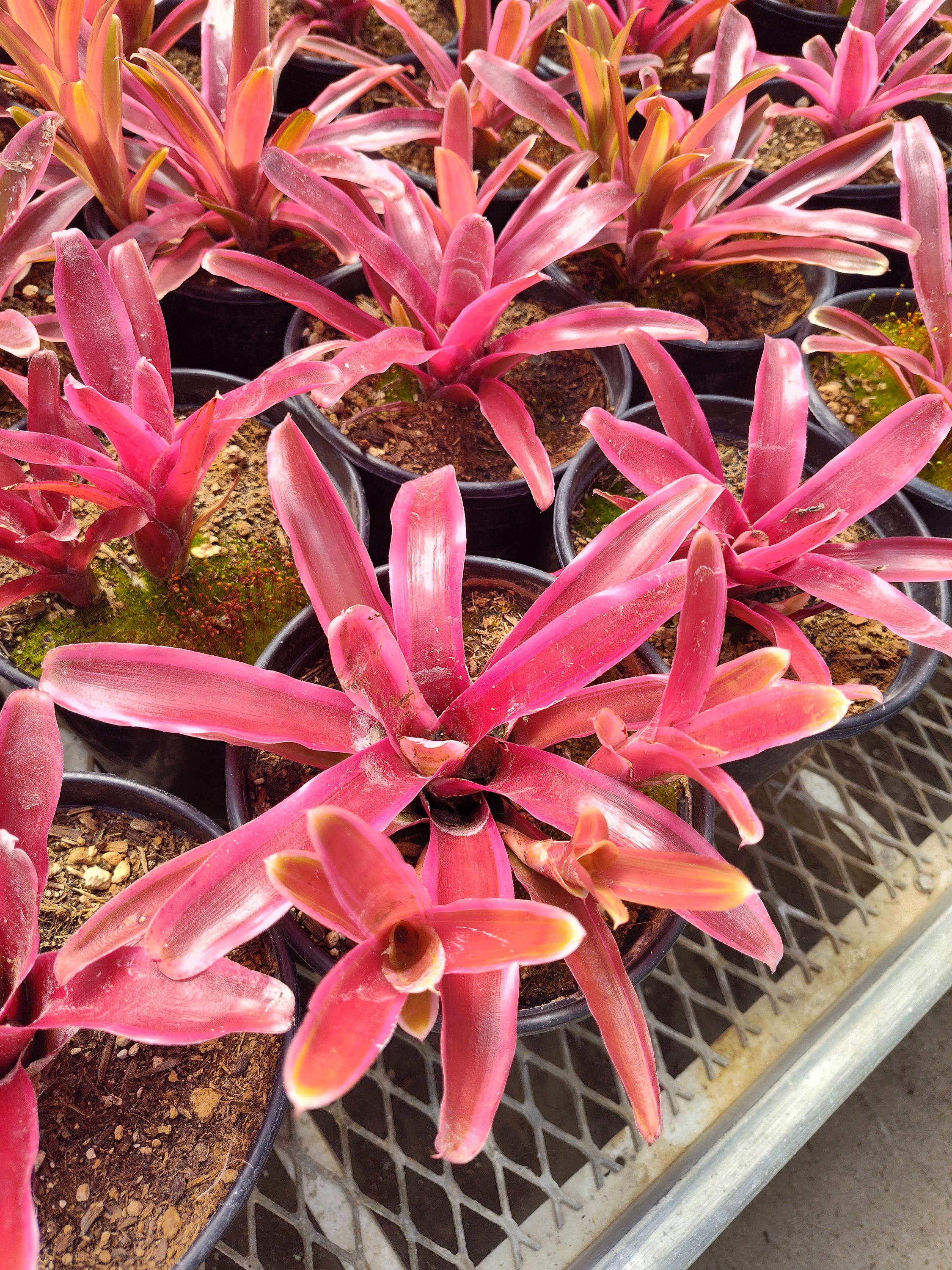Neoregelia Fireball Bromeliads House Plants From 1 Gallon Pot Bare Root ...