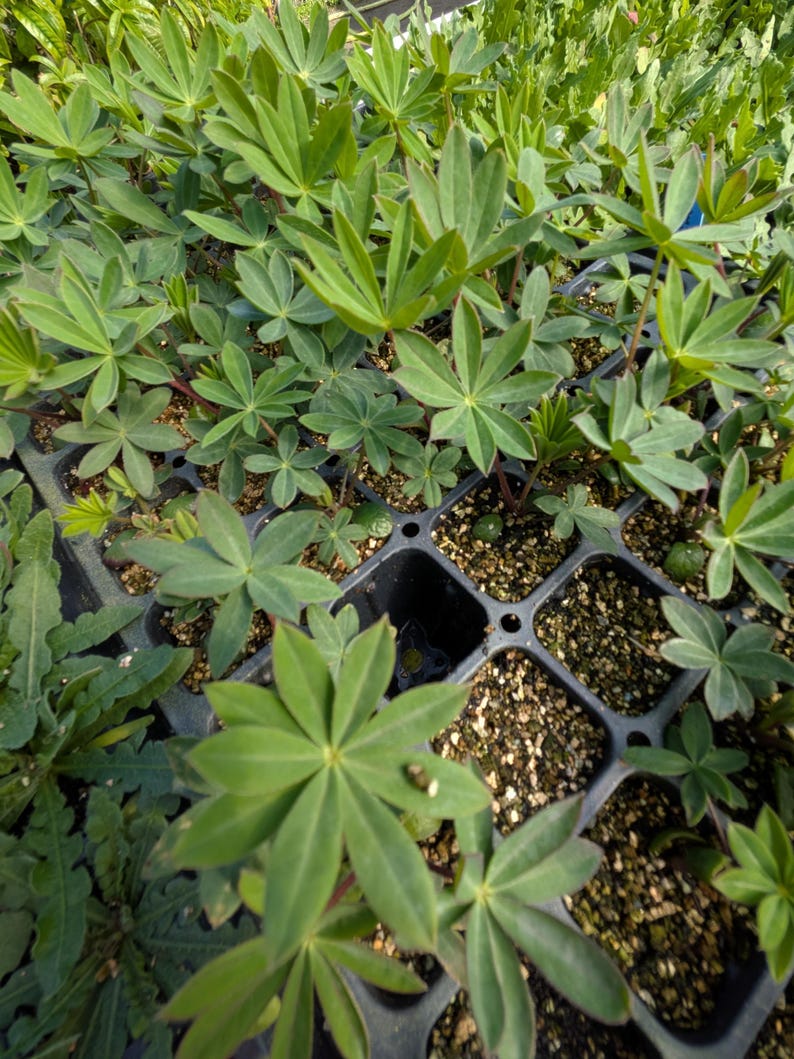 2 Live Starter Plant Plug Lupis Lupini Blue Shades Garden Rooted Lot - Etsy