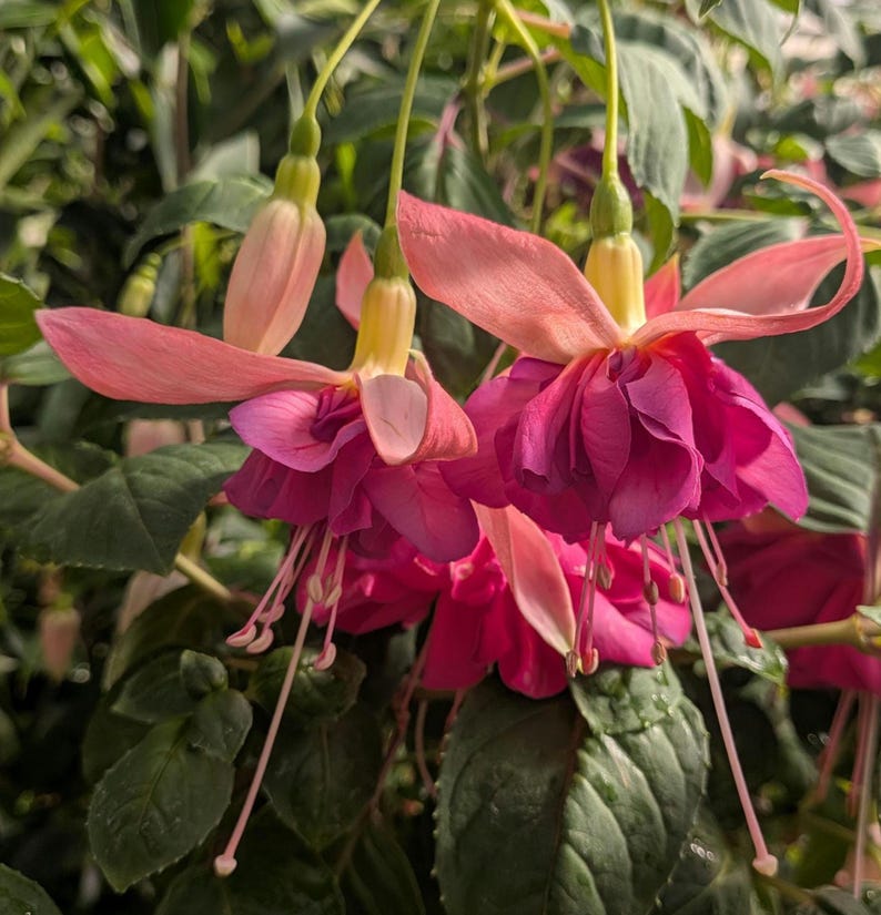 Live Starter Plant Plug Fuchsia Plant Live Hummingbird Plant Starter ...