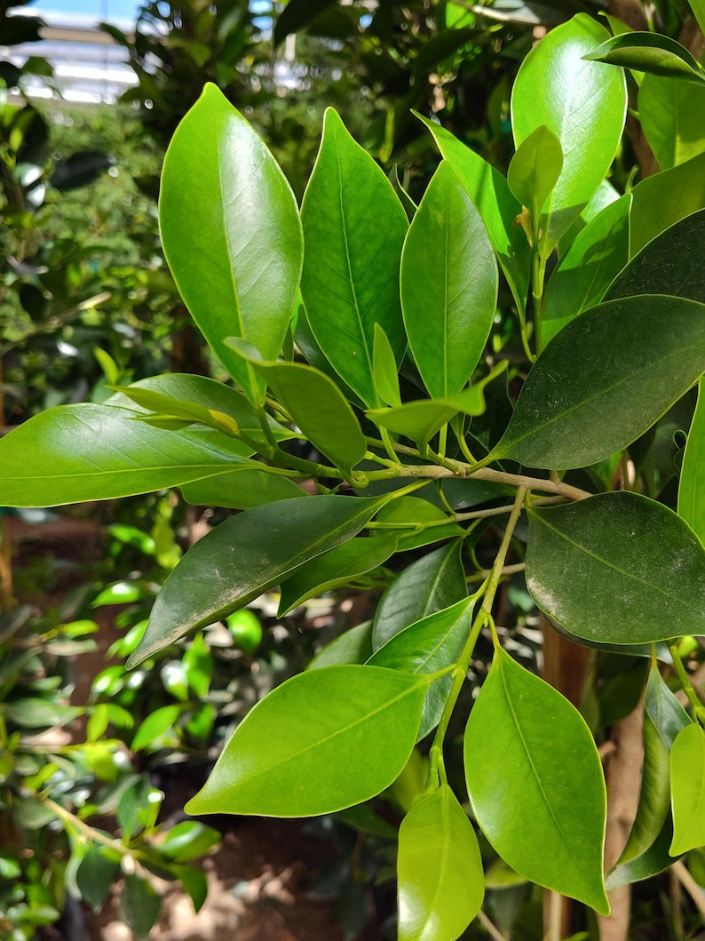 Ficus Nitida Indian Laurel Fig Live Plant Large Plug Hedge - Etsy