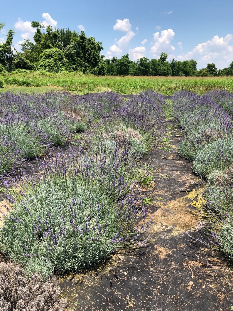 Dixie Farms Lavender Plantation Sign 8 X 10 Print of - Etsy