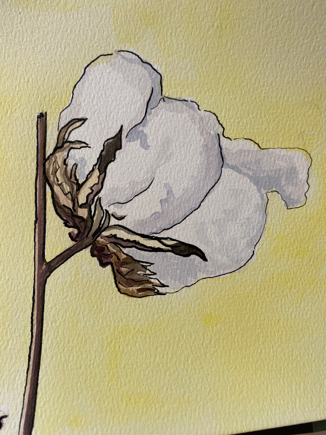 Louisiana Cotton Boll | 8 X 8 Inch Watercolor and Ink Mixed Media ...