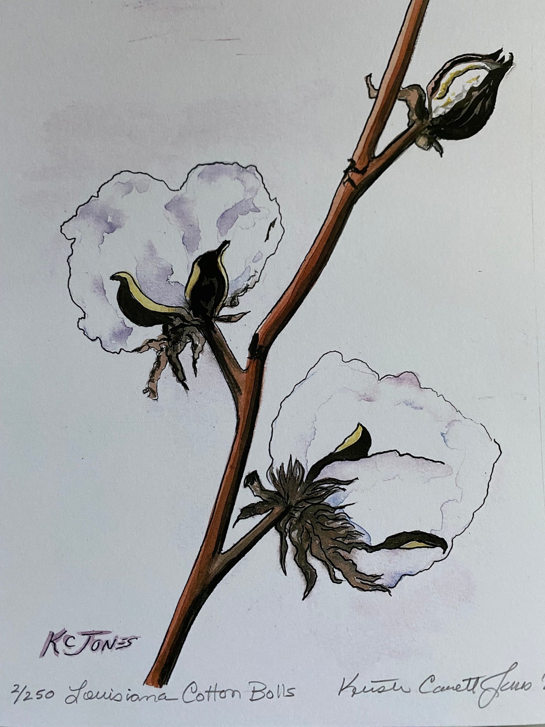 Louisiana Cotton Bolls | 9 X 12 Inch PRINT Watercolor and Ink Mixed ...