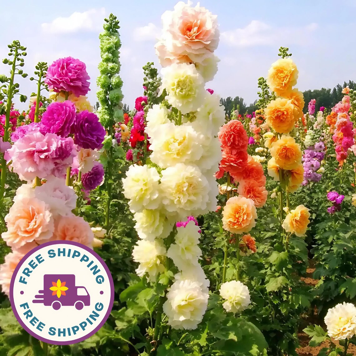 100 Chater's Mix Double Hollyhock Seeds, Alcea Rosea,free Shipping - Etsy