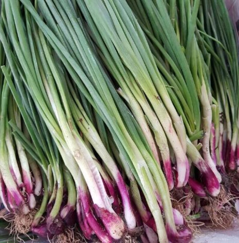 Red Beard” – Bunching Onion Type - Resilient Green Onion Variety ...