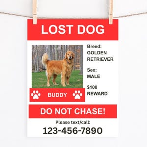 lost and found missing poster