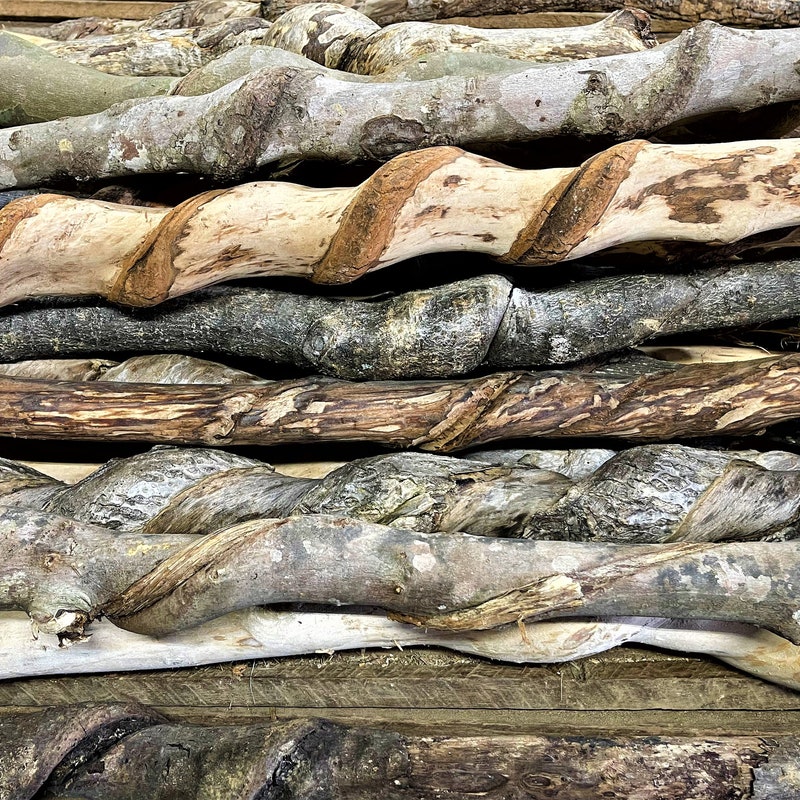 KentuckyWalkingStick - Etsy