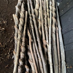 KentuckyWalkingStick - Etsy