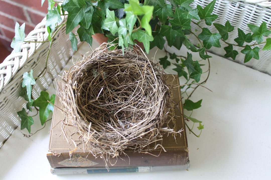 Ornithology Large Nest, Natural Nests, Common Grackle Nest, Authentic ...
