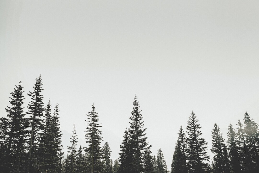 Tree Line in Pacific Northwest – Nature Print, Scenic Landscape Art ...