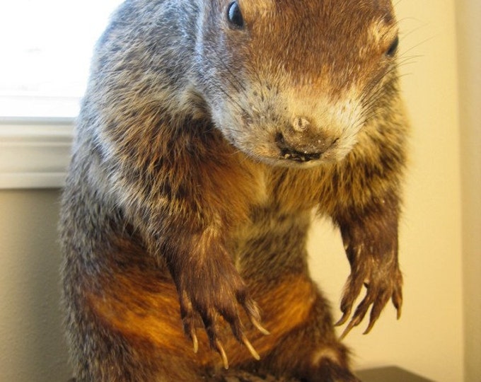 Real Groundhog Full Body Taxidermy Mount - Etsy