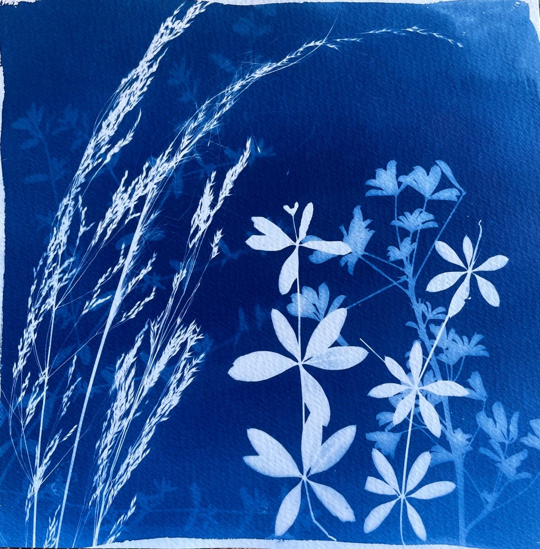 Double Exposure Cyanotype Print: Botanical Wall Art, Nature Art for ...
