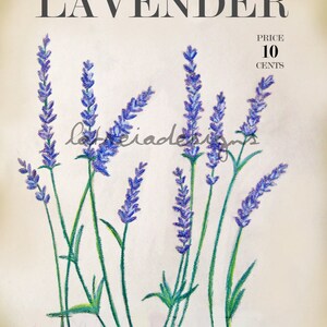 Lavender Art - Botanical Art Print - Botanical Print - Spring Art ...