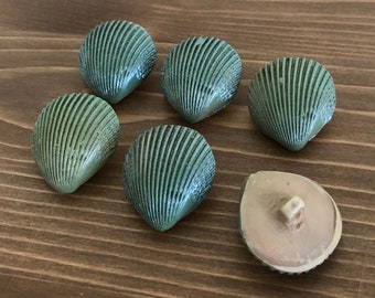 Clam Shell Buttons - Etsy