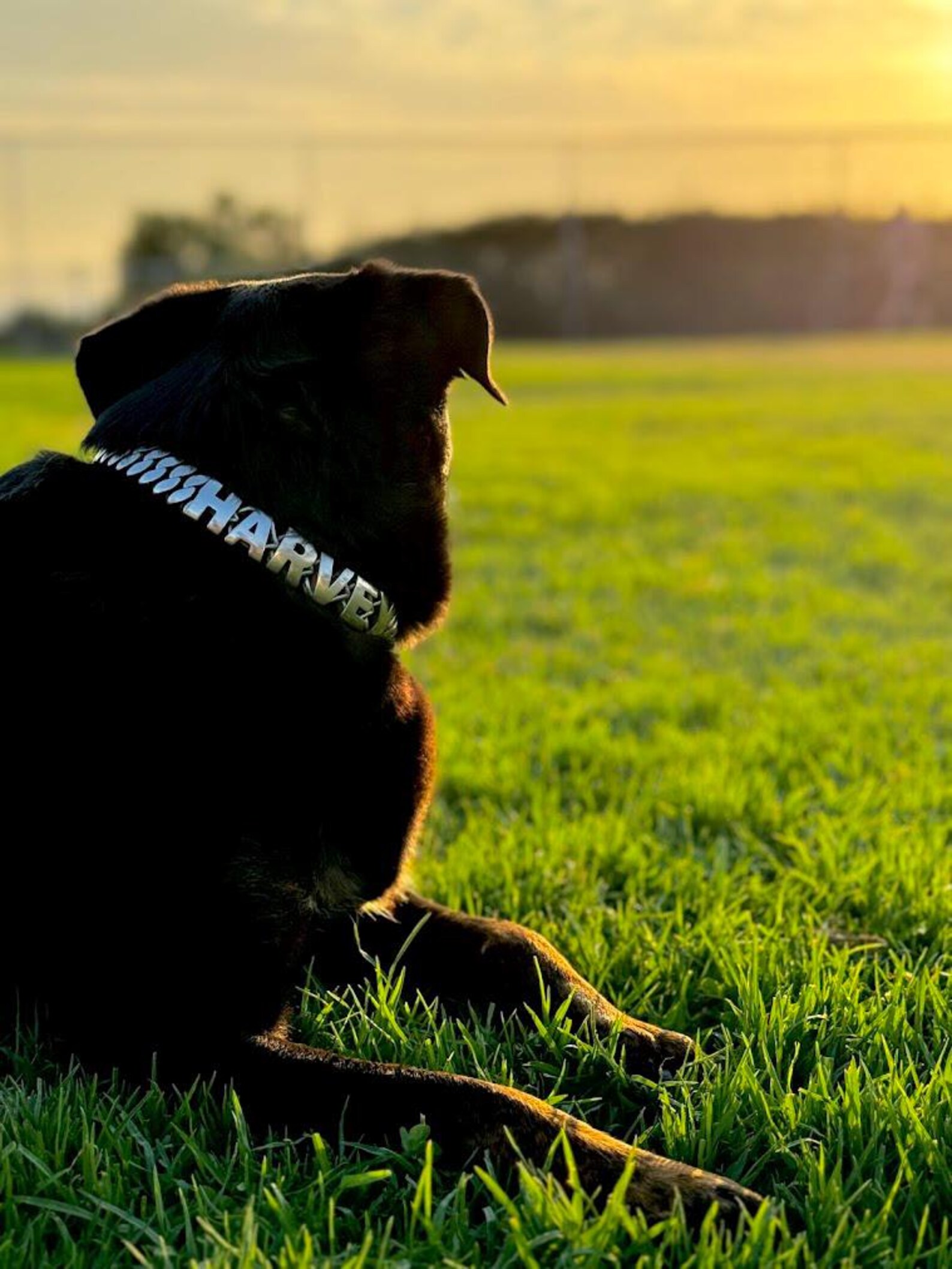 Personalized Cuban Link Collars - Etsy