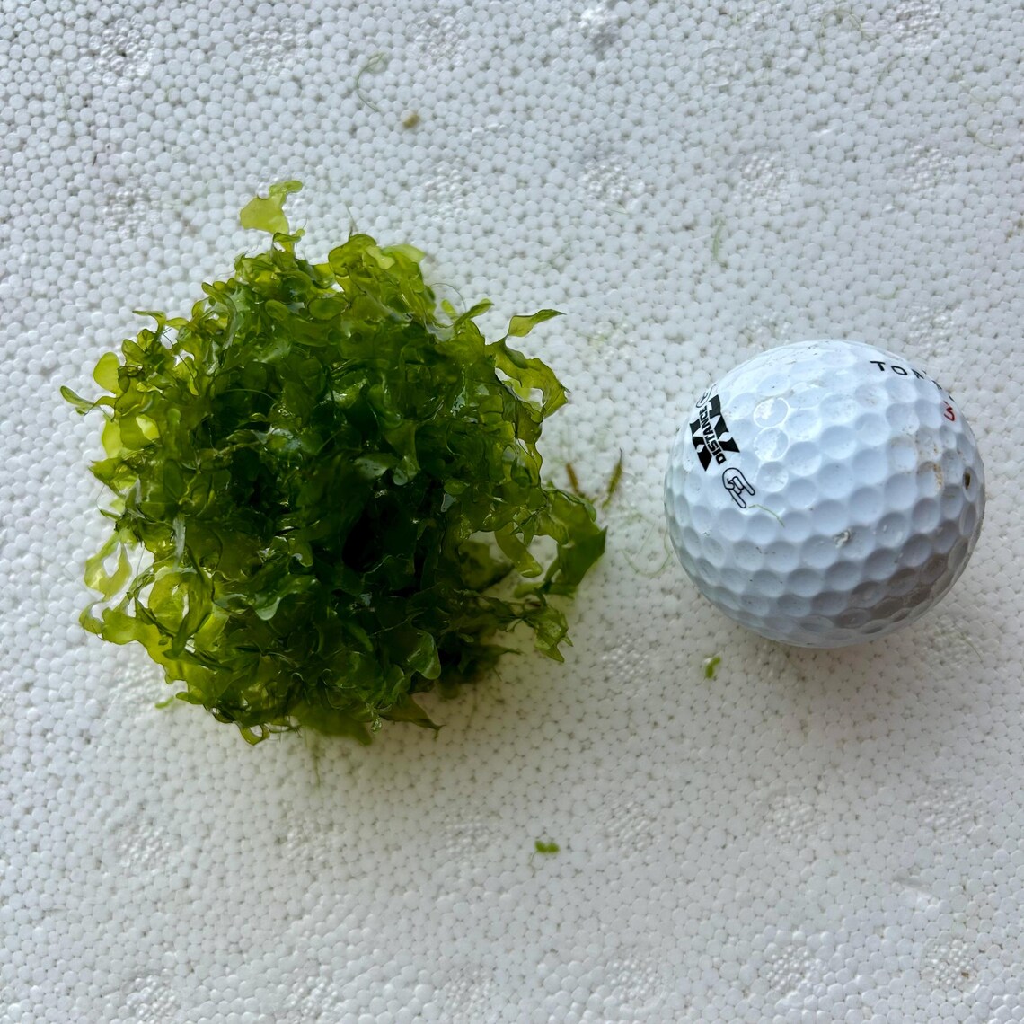 Subwassertang Round Pellia Moss | Free Ship – BUY 3 GET 1 FREE - Etsy