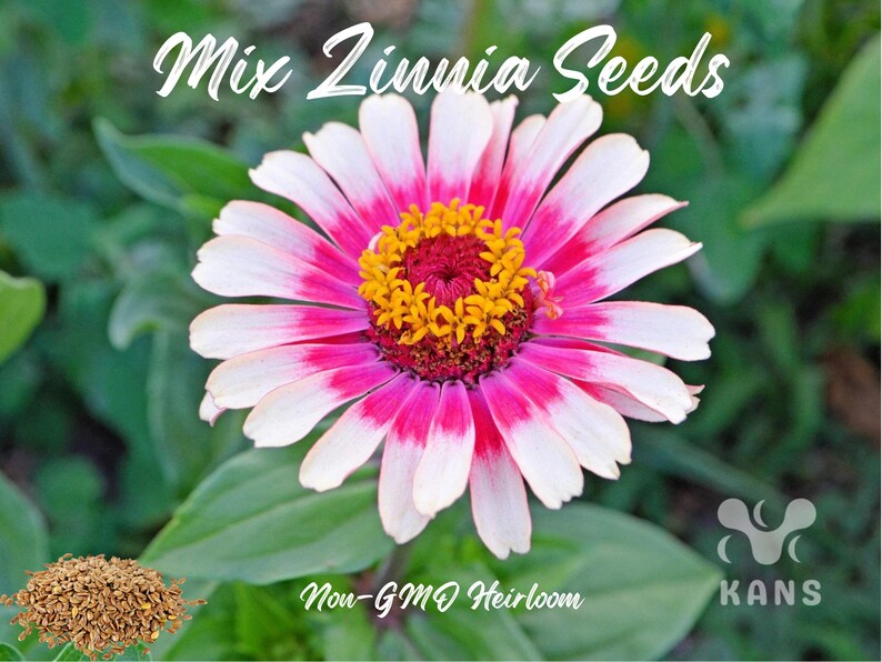 50pcs Carousel Mix Zinnia Seeds | Whirligig Zinnia Elegans | Mixed ...