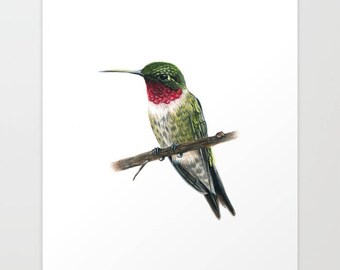 Hummingbird print | Etsy