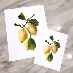 Lemons - Colored Pencil Drawing - Art Print - Etsy