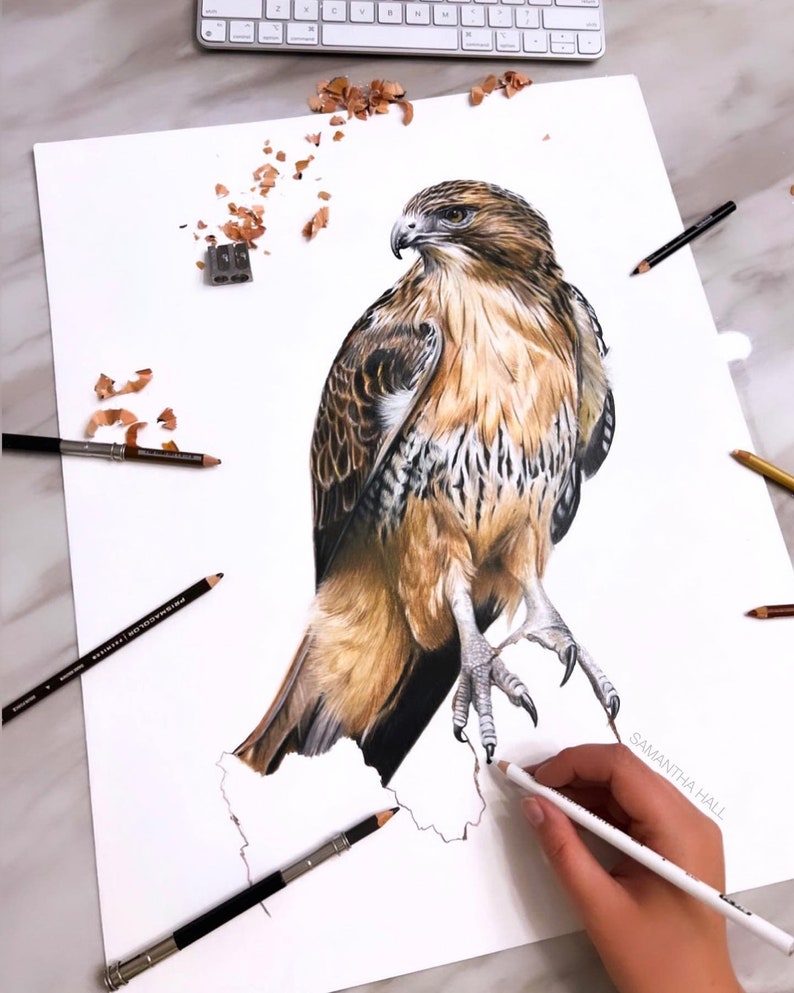 Red-tailed Hawk - Colored Pencil Drawing - Art Print - Etsy