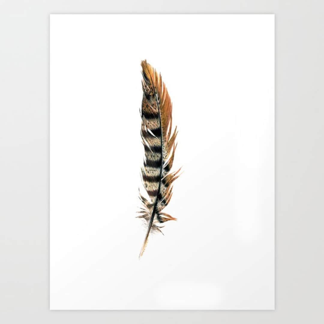 Pheasant Feather - Colored Pencil Drawing - Art Print - Etsy