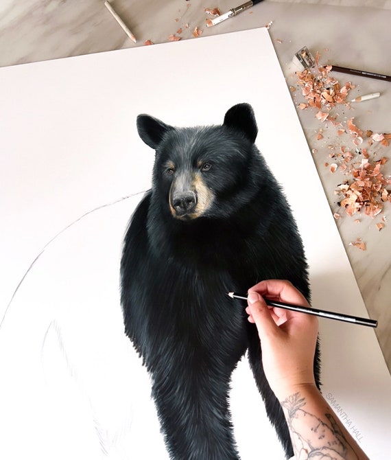 Dibujos De Osos Negros A Lápiz