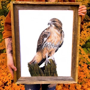 Red-tailed Hawk - Colored Pencil Drawing - Art Print - Etsy