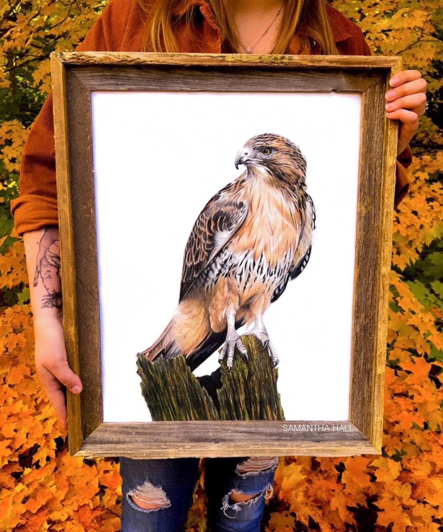 Red-tailed Hawk - Colored Pencil Drawing - Art Print - Etsy