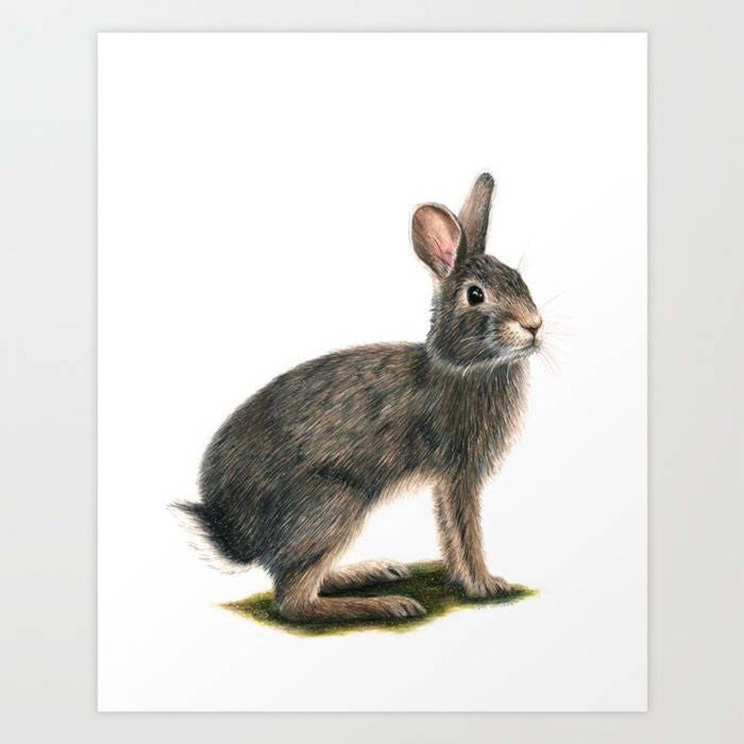 Eastern Cottontail Rabbit Colored Pencil Drawing Art Print - Etsy