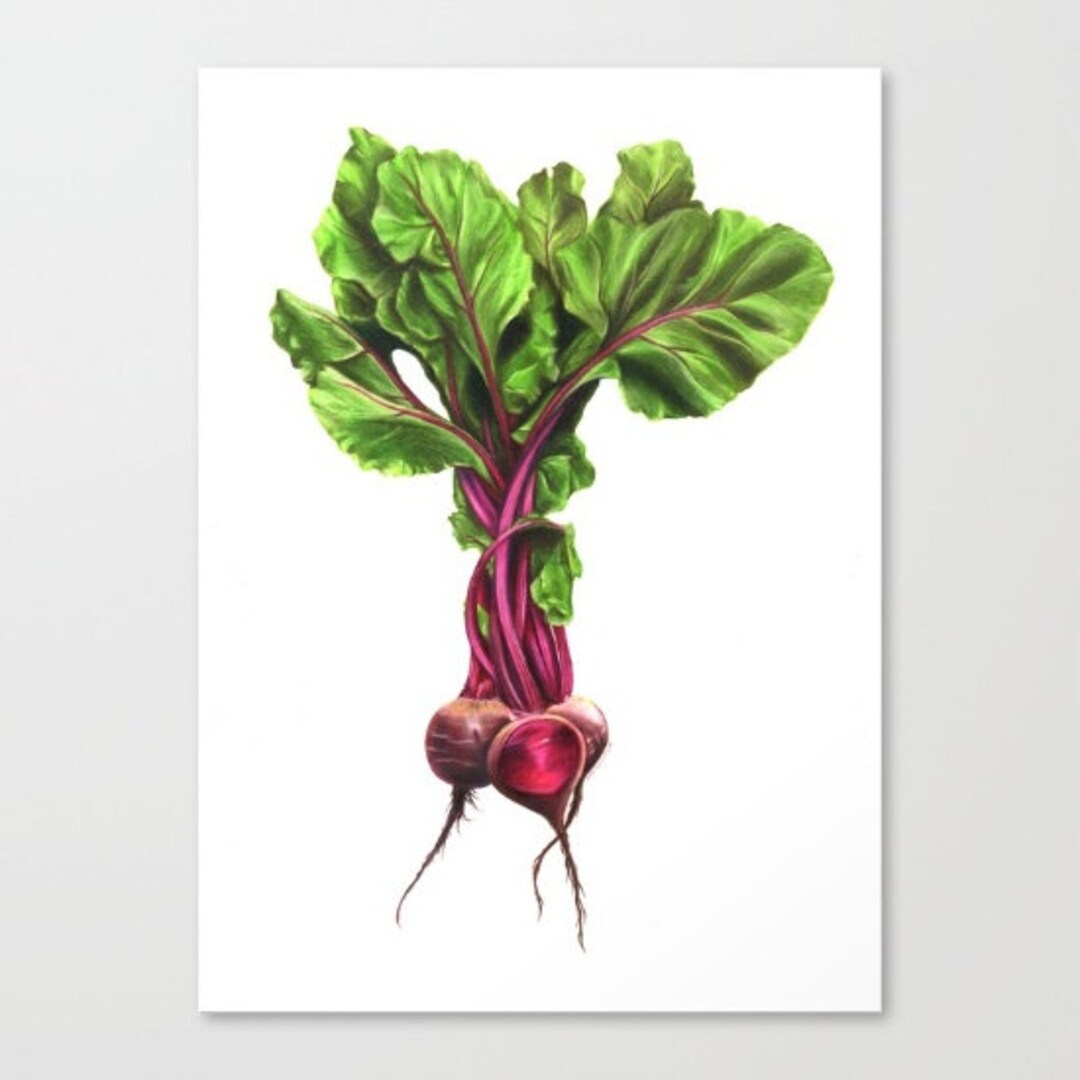 Beets Colored Pencil Drawing Art Print - Etsy
