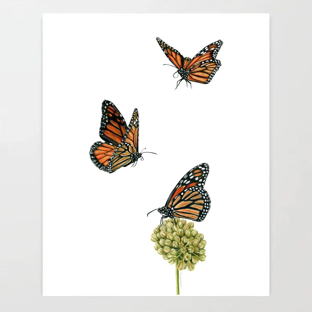 Monarchs & Milkweed - Colored Pencil Drawing - Art Print - Etsy