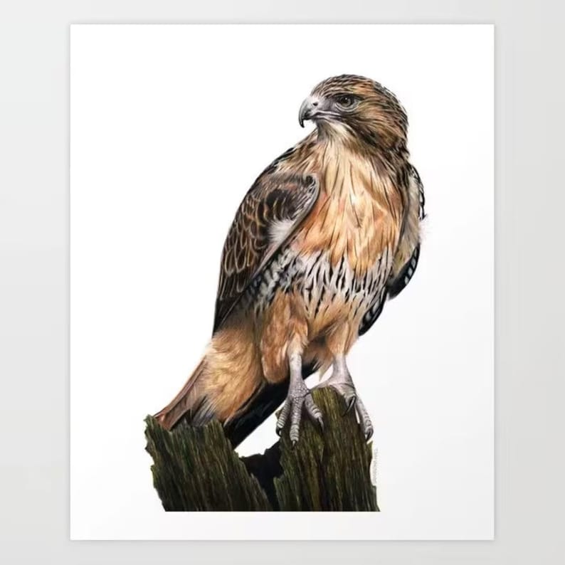 Red-tailed Hawk - Colored Pencil Drawing - Art Print - Etsy