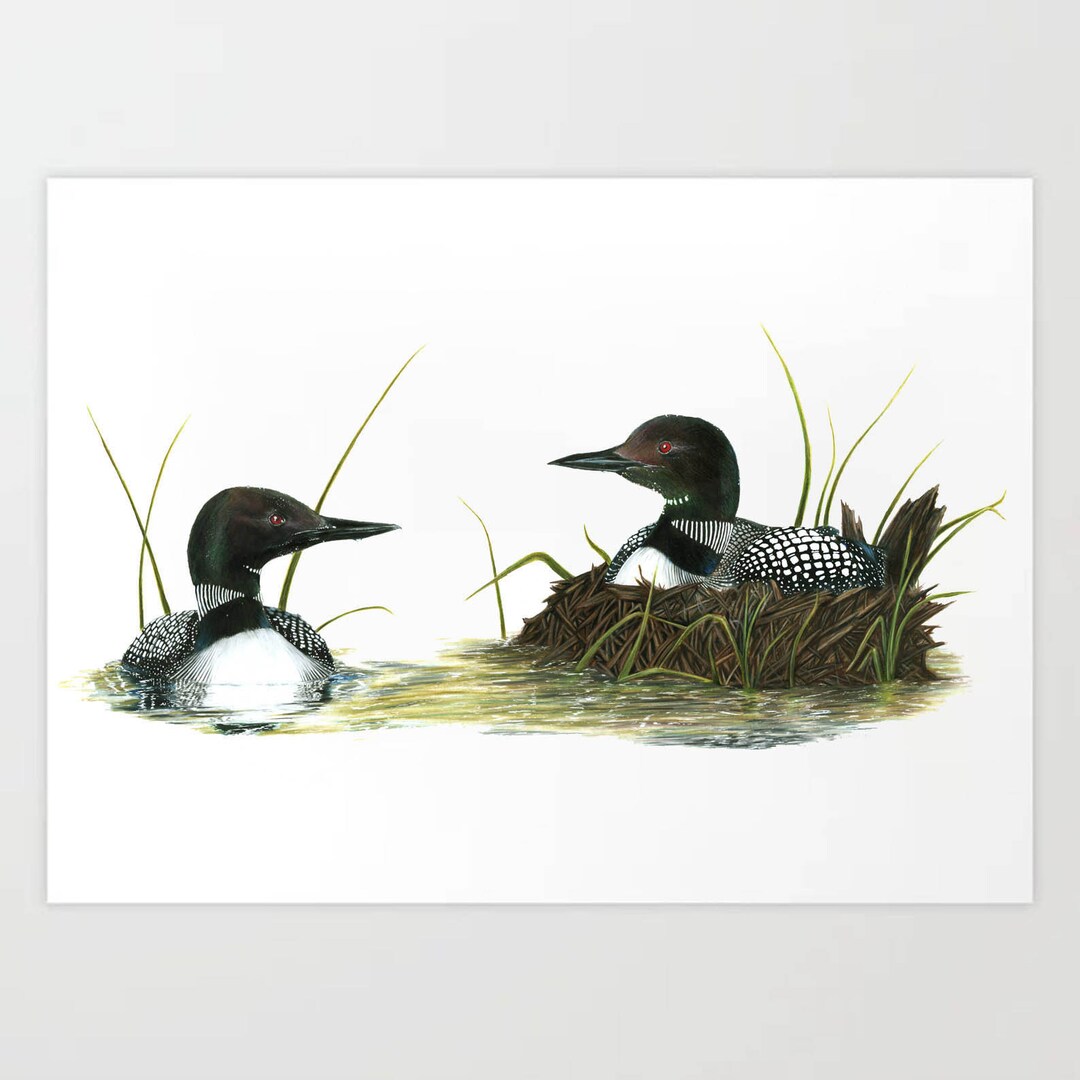 Nesting Common Loons - Colored Pencil Drawing - Art Print - Etsy