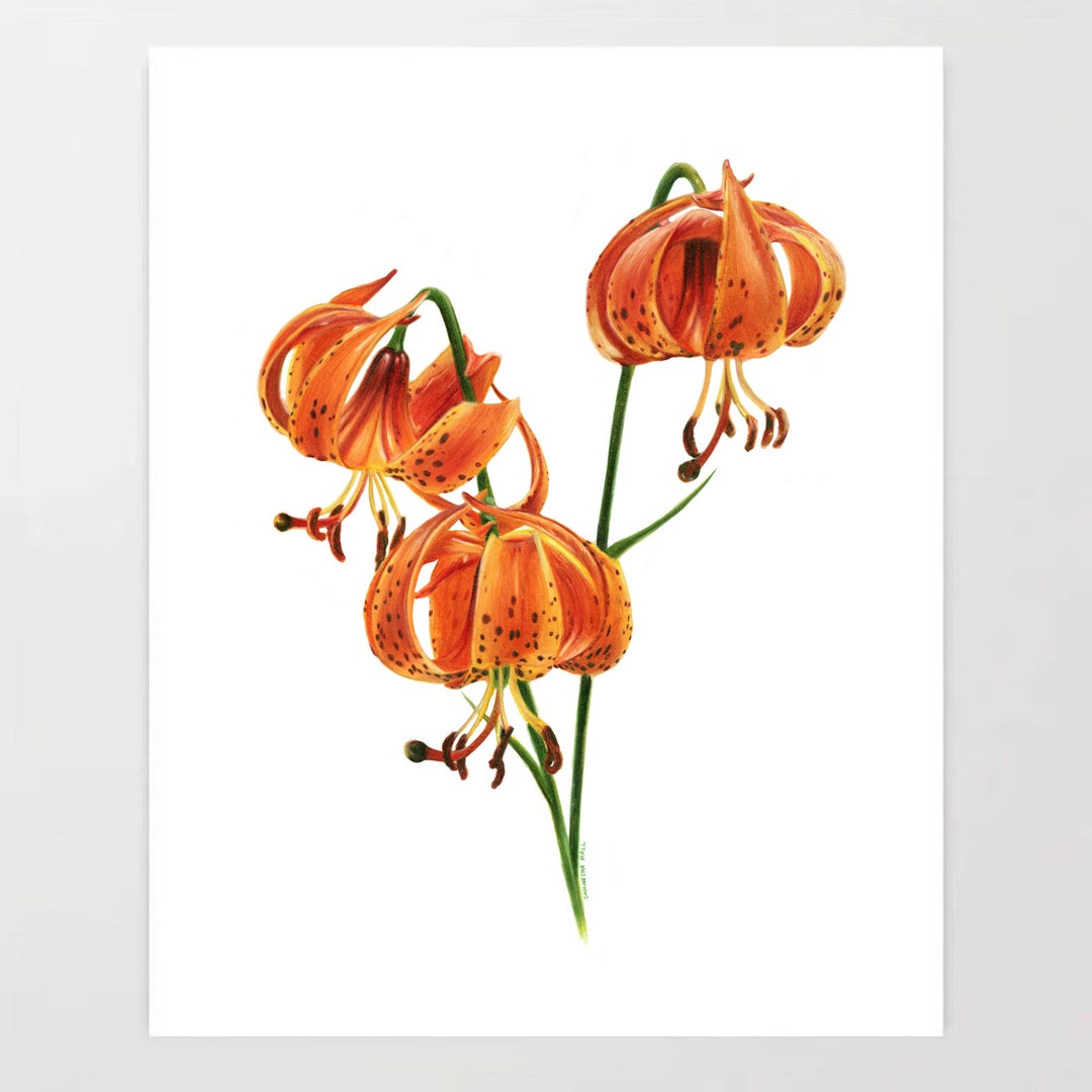 Michigan Lily - Colored Pencil Drawing - Art Print - Etsy