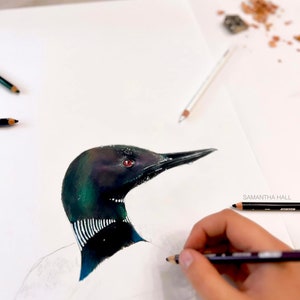 Common Loon 2 - Colored Pencil Drawing - Art Print - Etsy