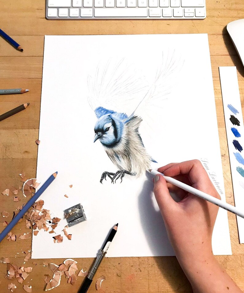 Blue Jay Colored Pencil Drawing Art Print - Etsy