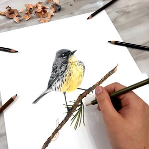 Kirtland's Warbler - Colored Pencil Drawing - Art Print - Etsy