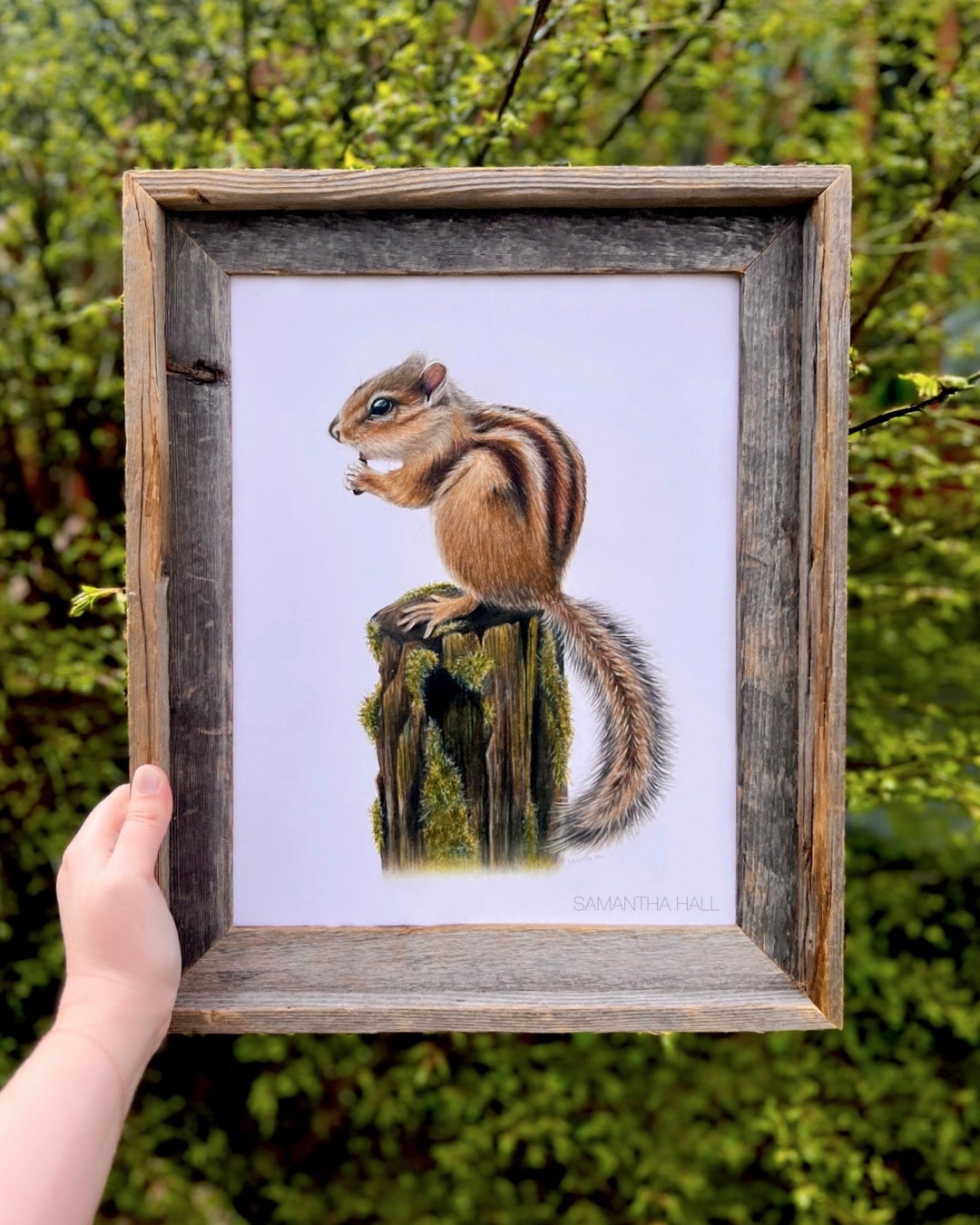 Eastern Chipmunk - Original Colored Pencil Drawing - Etsy