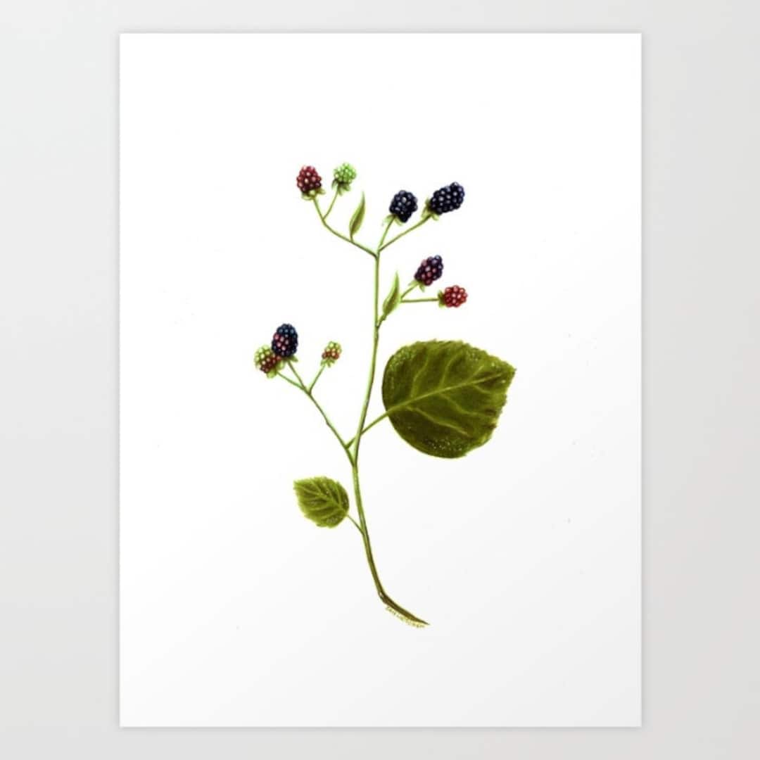 Blackberries - Colored Pencil Drawing - Art Print - Etsy