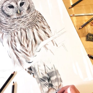 Barred Owl - Colored Pencil Drawing - Art Print - Etsy