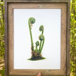 Fiddlehead Ferns - Colored Pencil Drawing - Art Print - Etsy