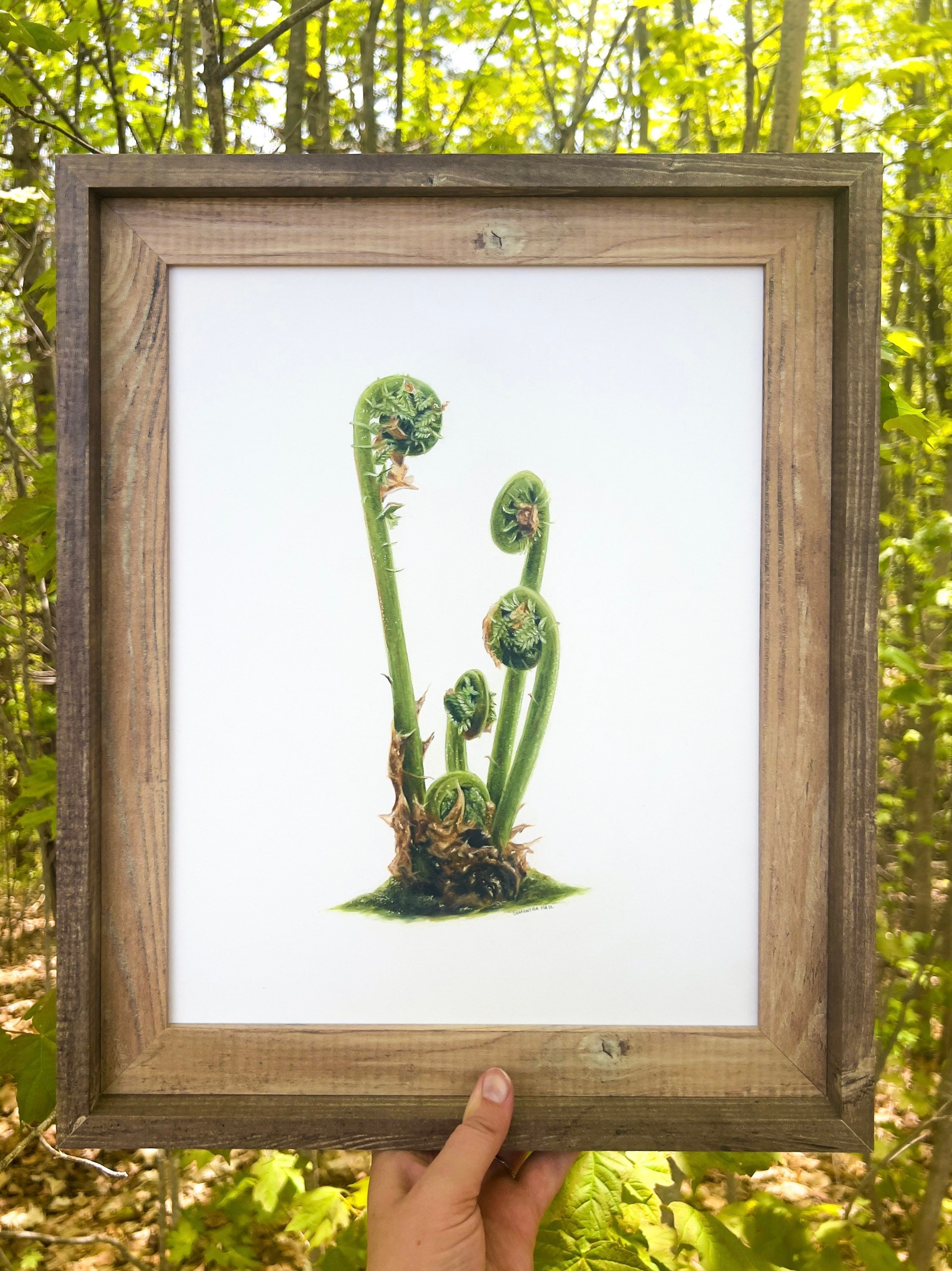 Fiddlehead Ferns - Colored Pencil Drawing - Art Print - Etsy