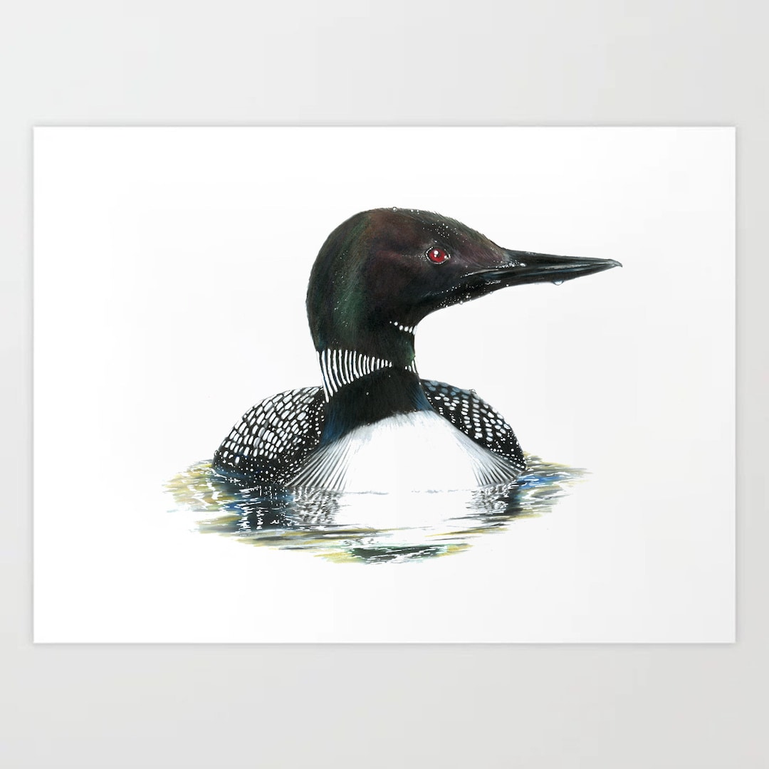 Common Loon 2 - Colored Pencil Drawing - Art Print - Etsy