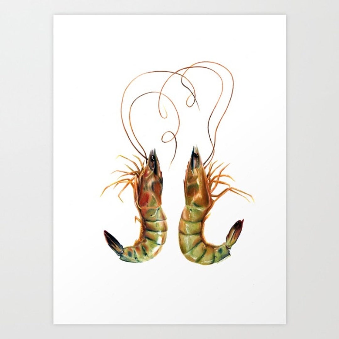 Shrimp - Colored Pencil Drawing - Art Print - Etsy