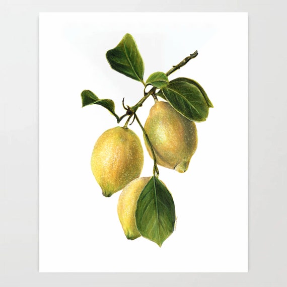 Lemon Pencil Drawing