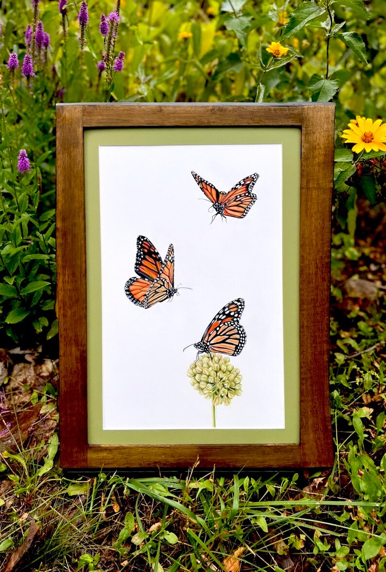 Monarchs & Milkweed - Colored Pencil Drawing - Art Print - Etsy