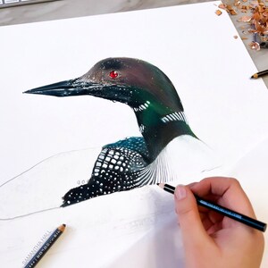 Common Loon - Colored Pencil Drawing - Art Print - Etsy