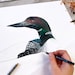 Common Loon - Colored Pencil Drawing - Art Print - Etsy Canada