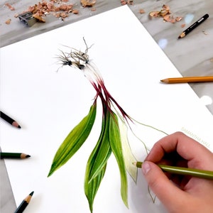 Ramps - Colored Pencil Drawing - Art Print - Etsy